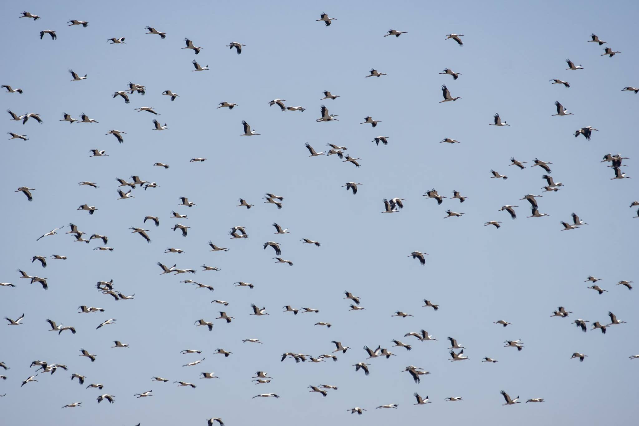 Icons of Migration – How White Storks Have Inspired the Study of ...