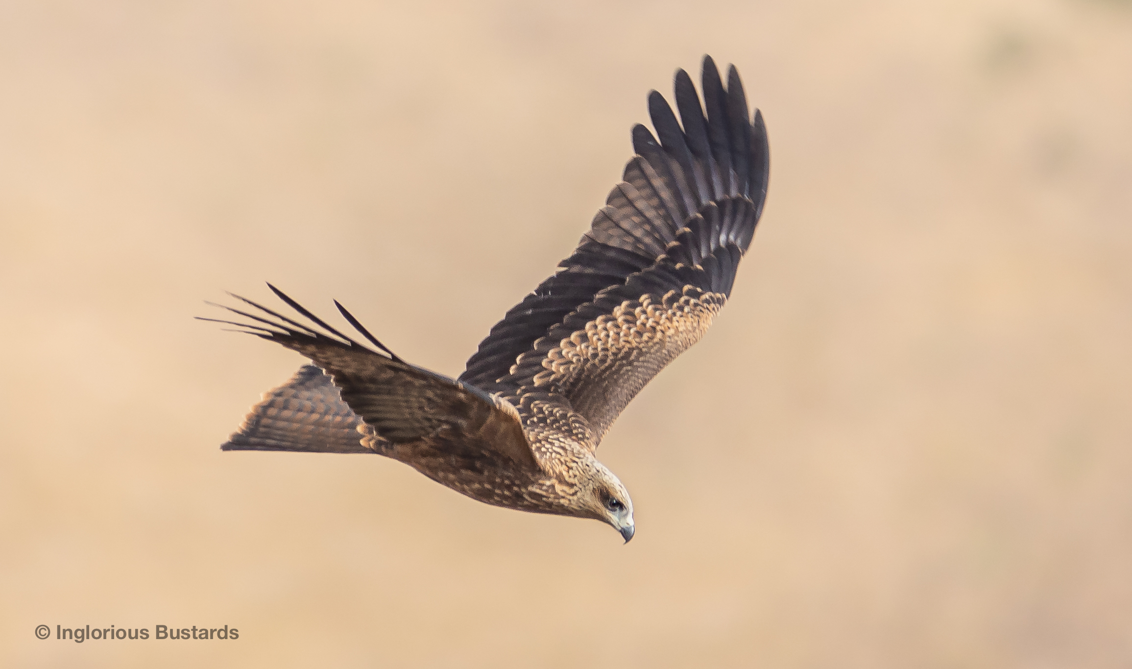 The Straits of Gibraltar – Bird Migrations & Cetaceans – Inglorious ...