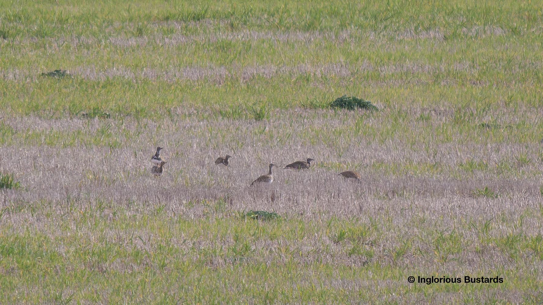 Epic Birding in Serrania de Ronda